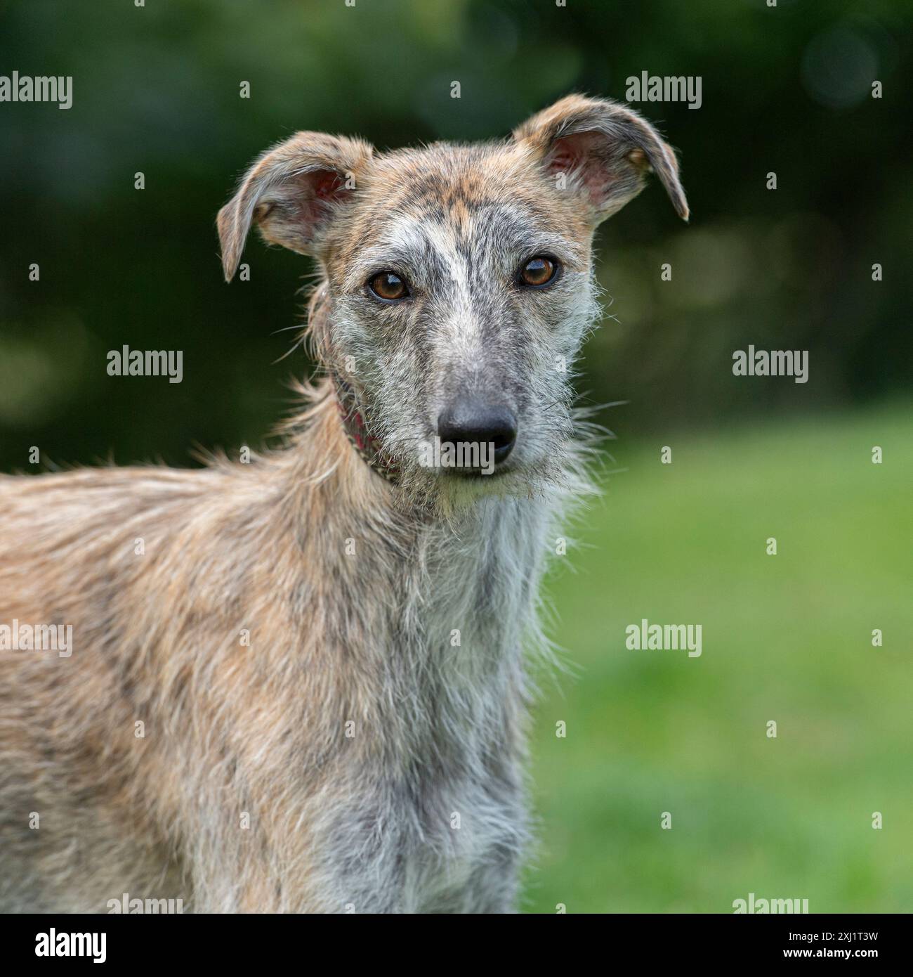 rough coated lurcher dog Stock Photo - Alamy