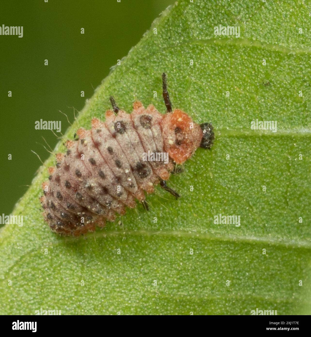 Vedalia Beetle (Novius cardinalis) Insecta Stock Photo - Alamy