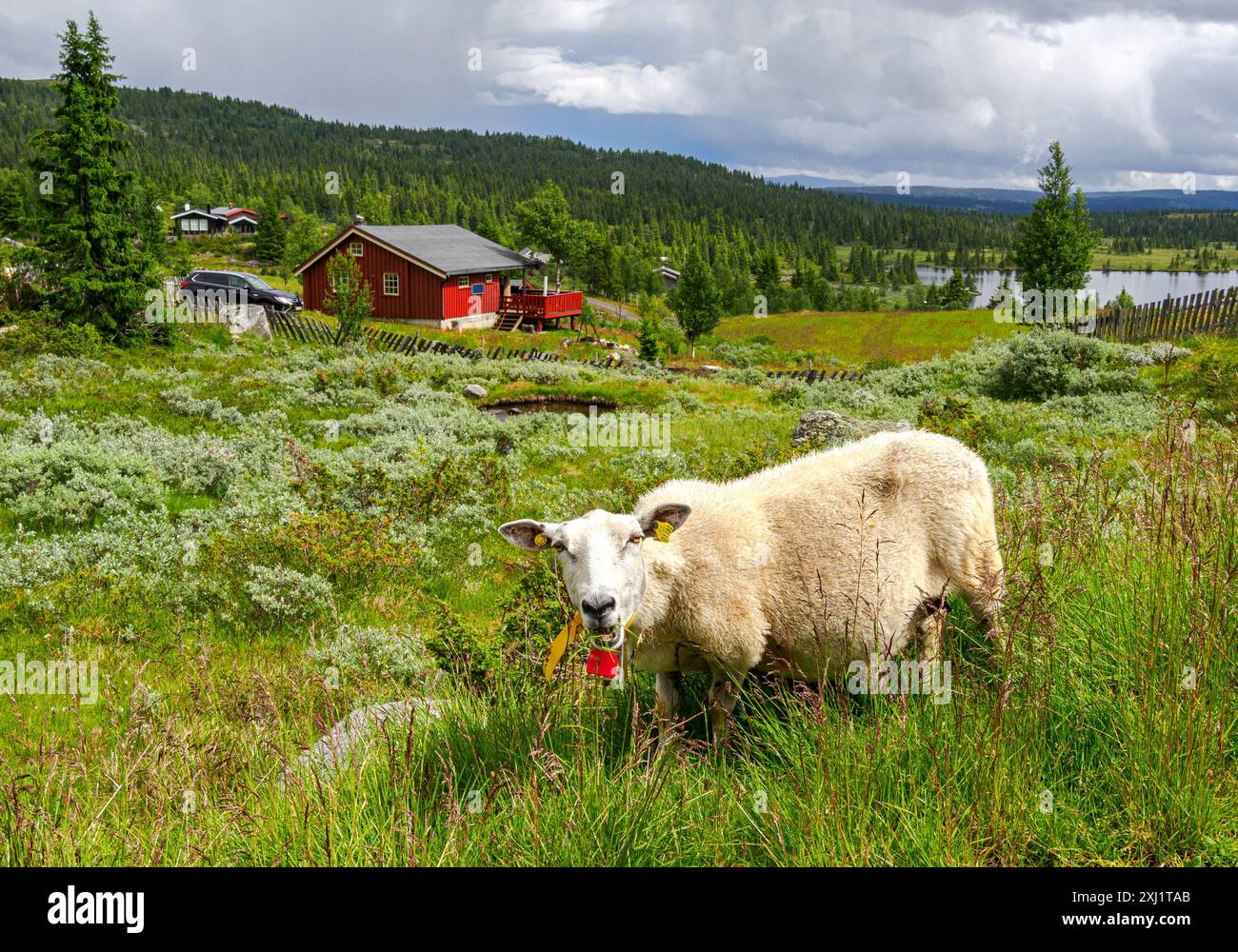 Norwegian sheep with bells around their neck at the small village of ...