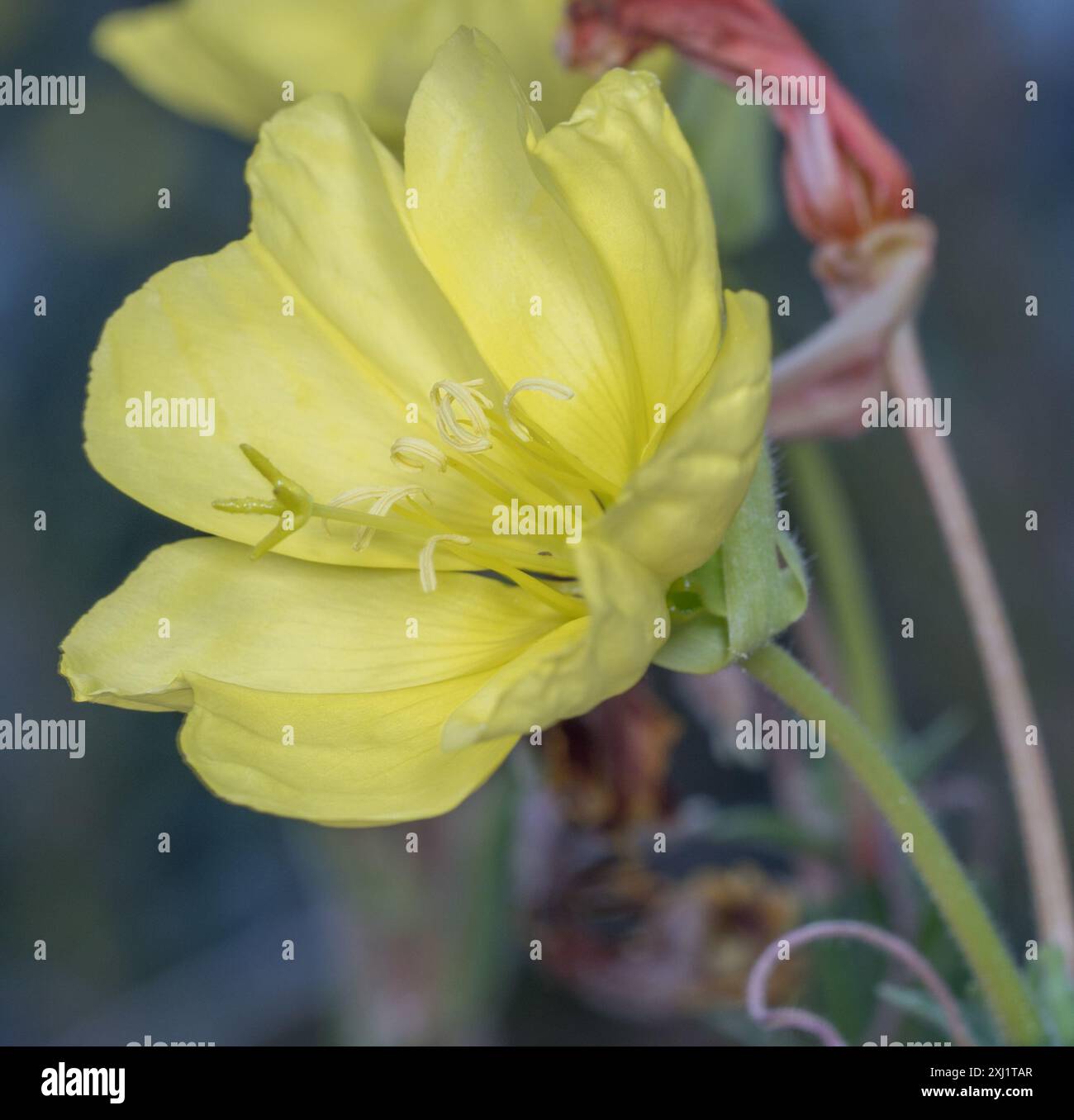 tall evening primrose (Oenothera elata) Plantae Stock Photo - Alamy