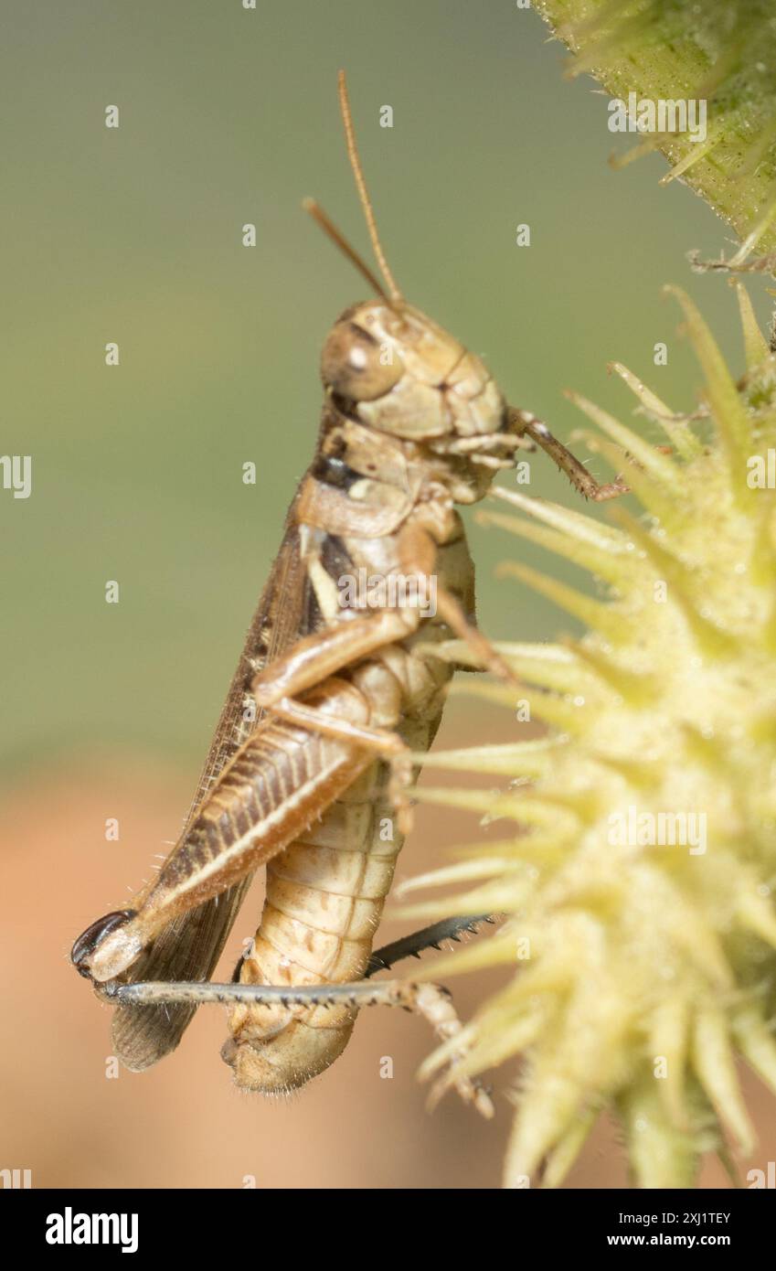 Devastating Grasshopper (Melanoplus devastator) Insecta Stock Photo - Alamy