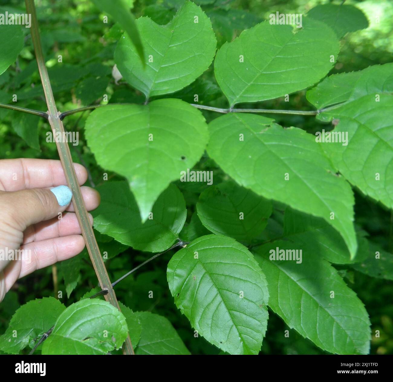 blue ash (Fraxinus quadrangulata) Plantae Stock Photo - Alamy