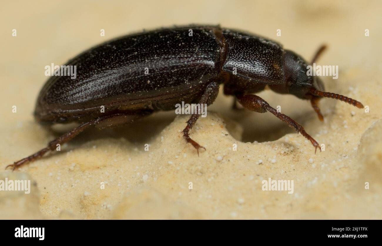 Lesser Mealworm (Alphitobius diaperinus) Insecta Stock Photo - Alamy