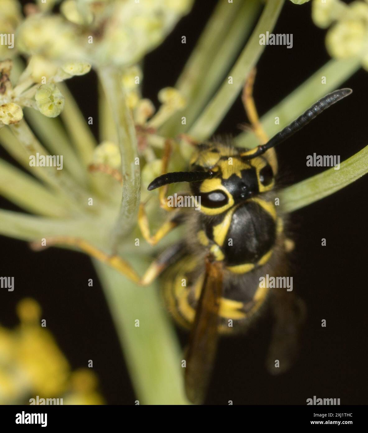 Western Yellowjacket (Vespula pensylvanica) Insecta Stock Photo - Alamy