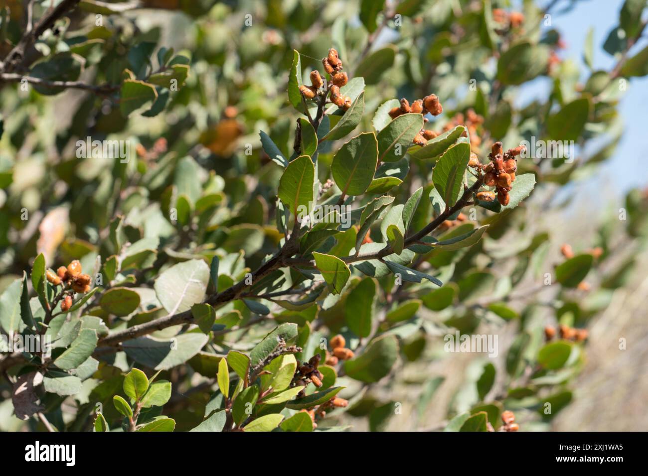 lemonade berry (Rhus integrifolia) Plantae Stock Photo - Alamy