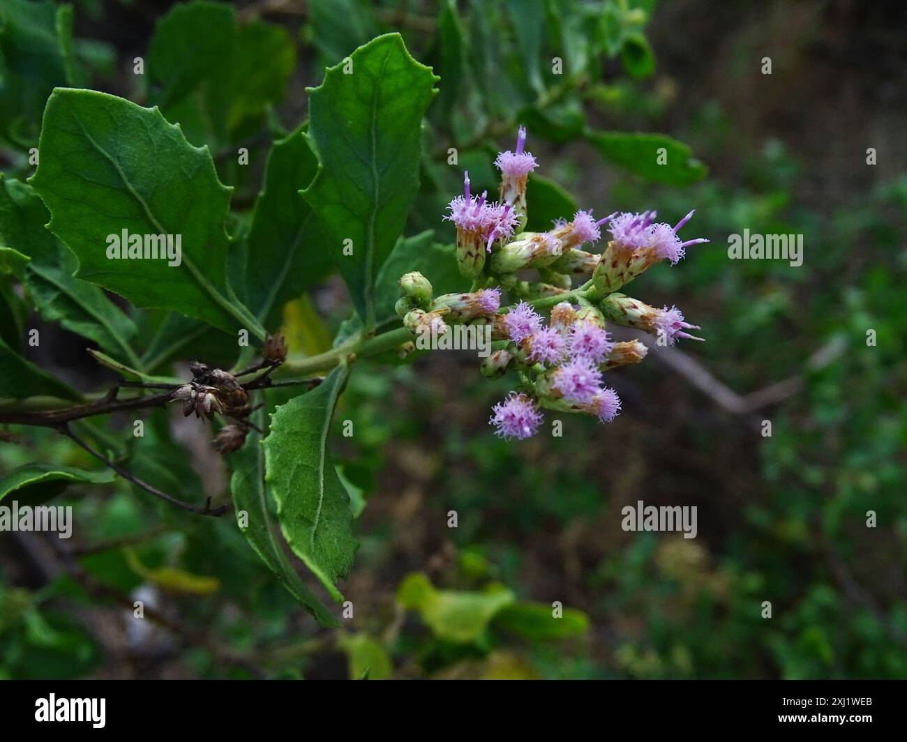 Indian marsh fleabane (Pluchea indica) Plantae Stock Photo - Alamy