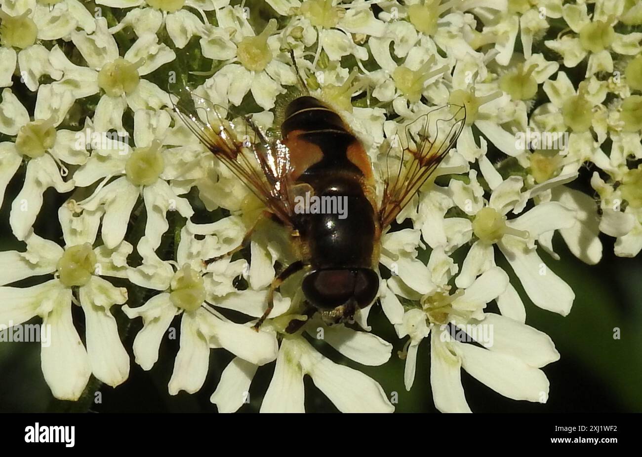 Stripe-winged Drone Fly (Eristalis horticola) Insecta Stock Photo - Alamy