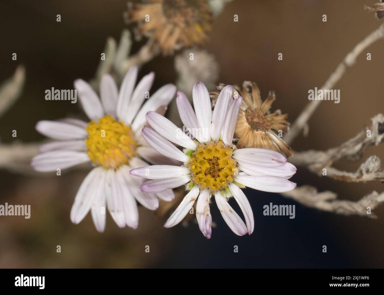 Del Mar Mesa Sandaster (Corethrogyne filaginifolia linifolia) Plantae ...