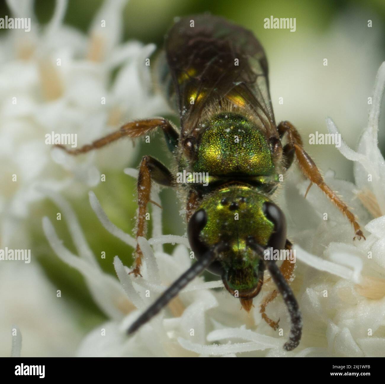 Pure Green Sweat bee (Augochlora pura) Insecta Stock Photo - Alamy