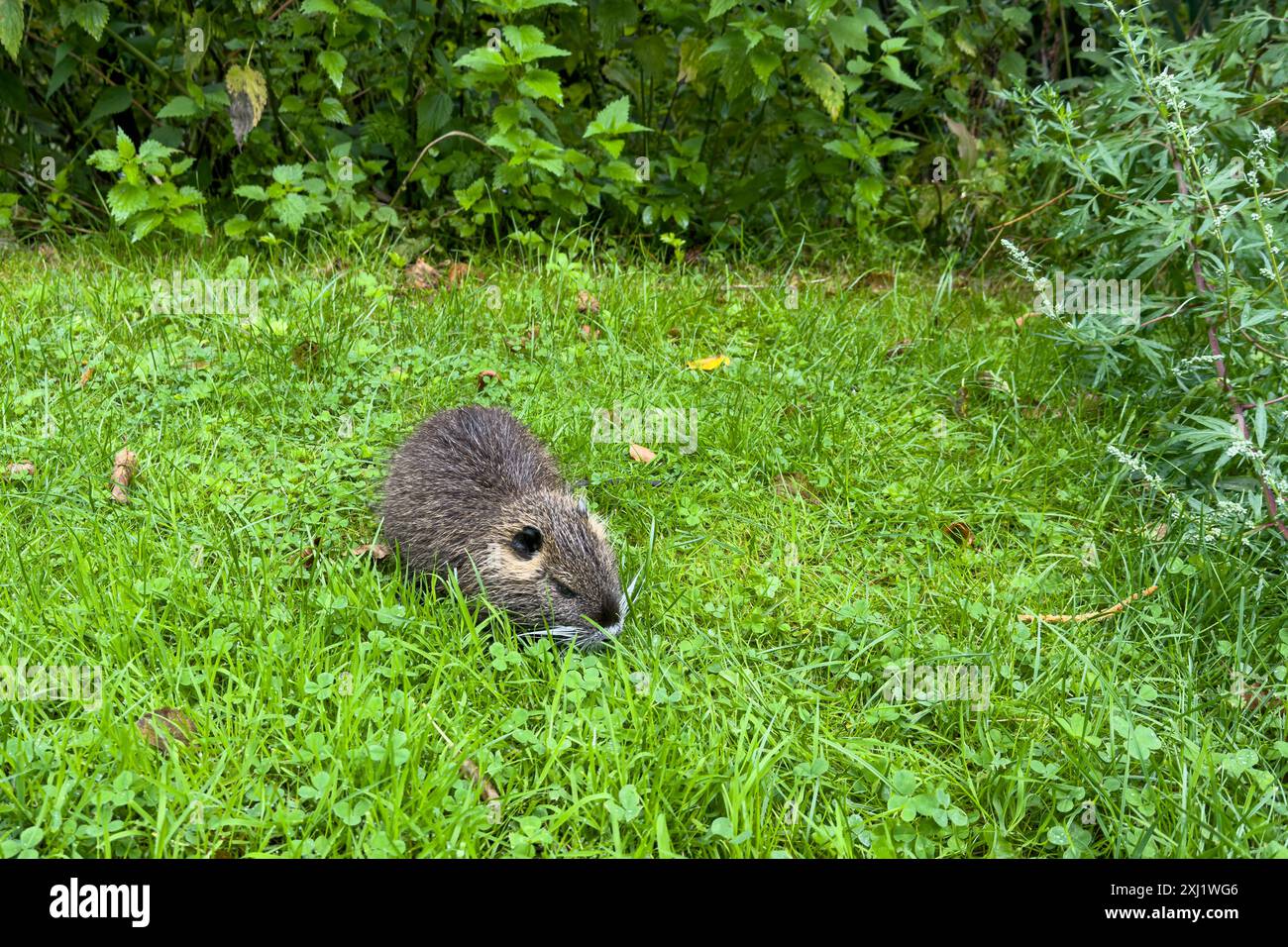 A nutria sits in tall green grass, looking down Stock Photo - Alamy