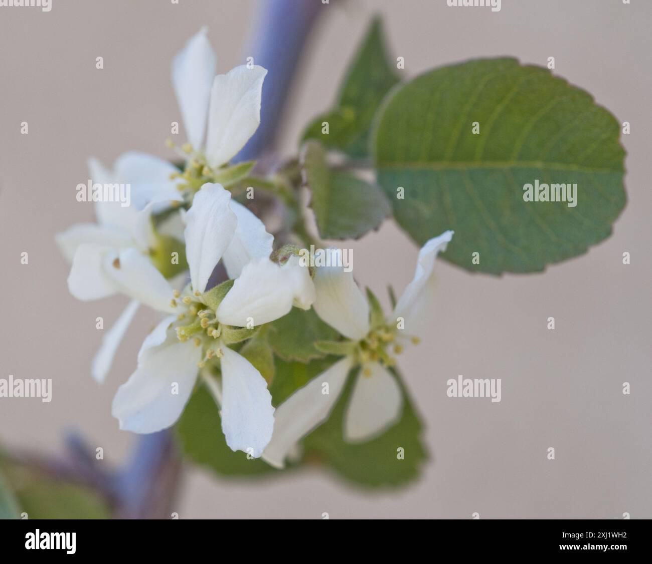 Utah Serviceberry (Amelanchier utahensis) Plantae Stock Photo - Alamy
