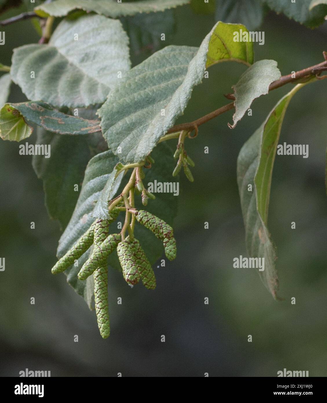 white alder (Alnus rhombifolia) Plantae Stock Photo - Alamy