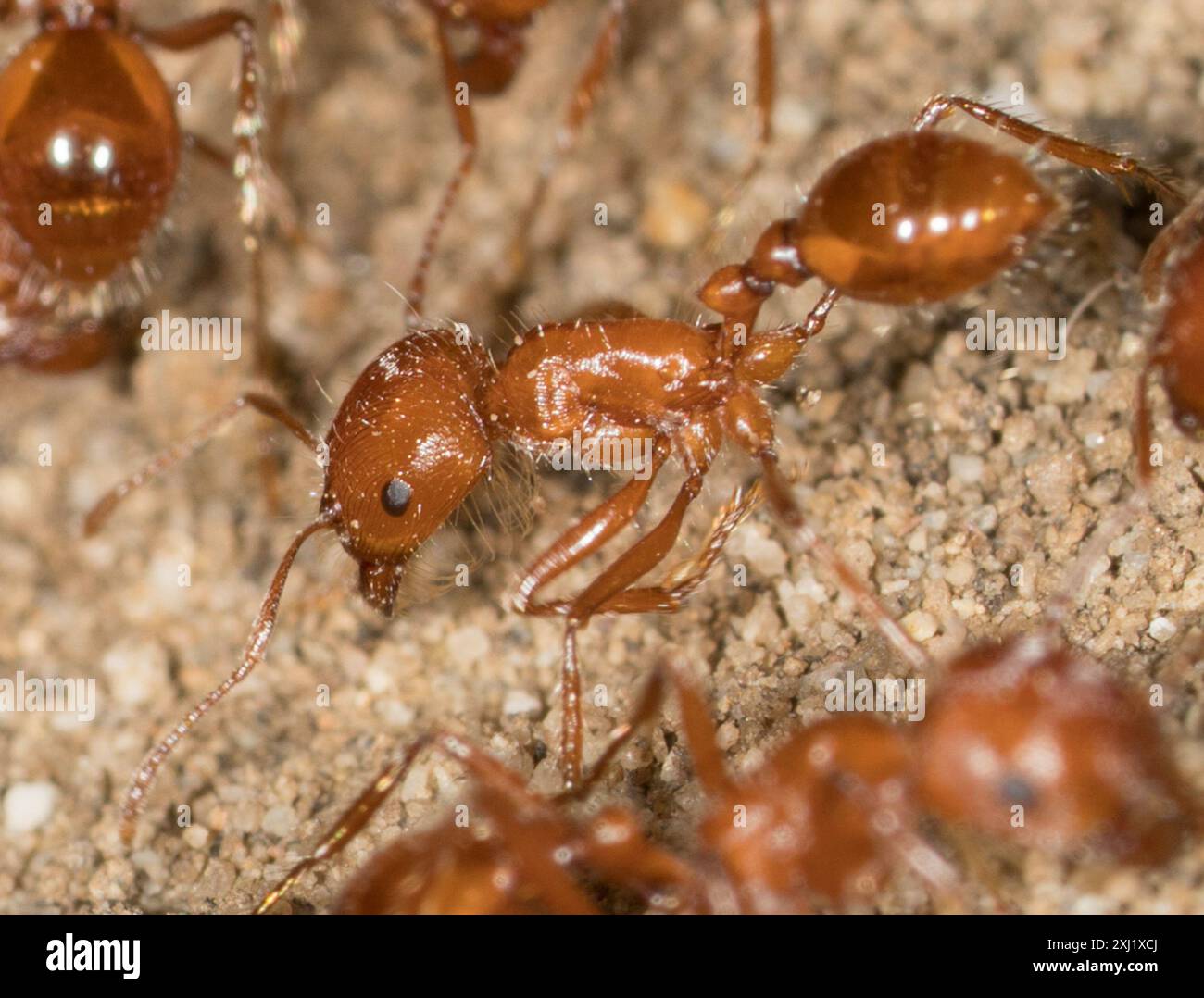 California Harvester Ant (Pogonomyrmex californicus) Insecta Stock ...