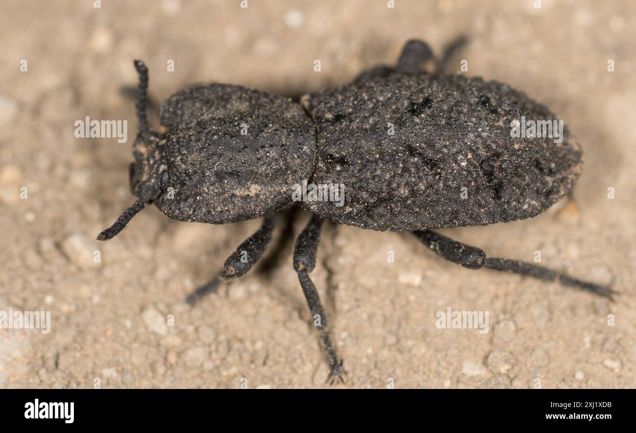 Diabolical Ironclad Beetle (Phloeodes diabolicus) Insecta Stock Photo ...