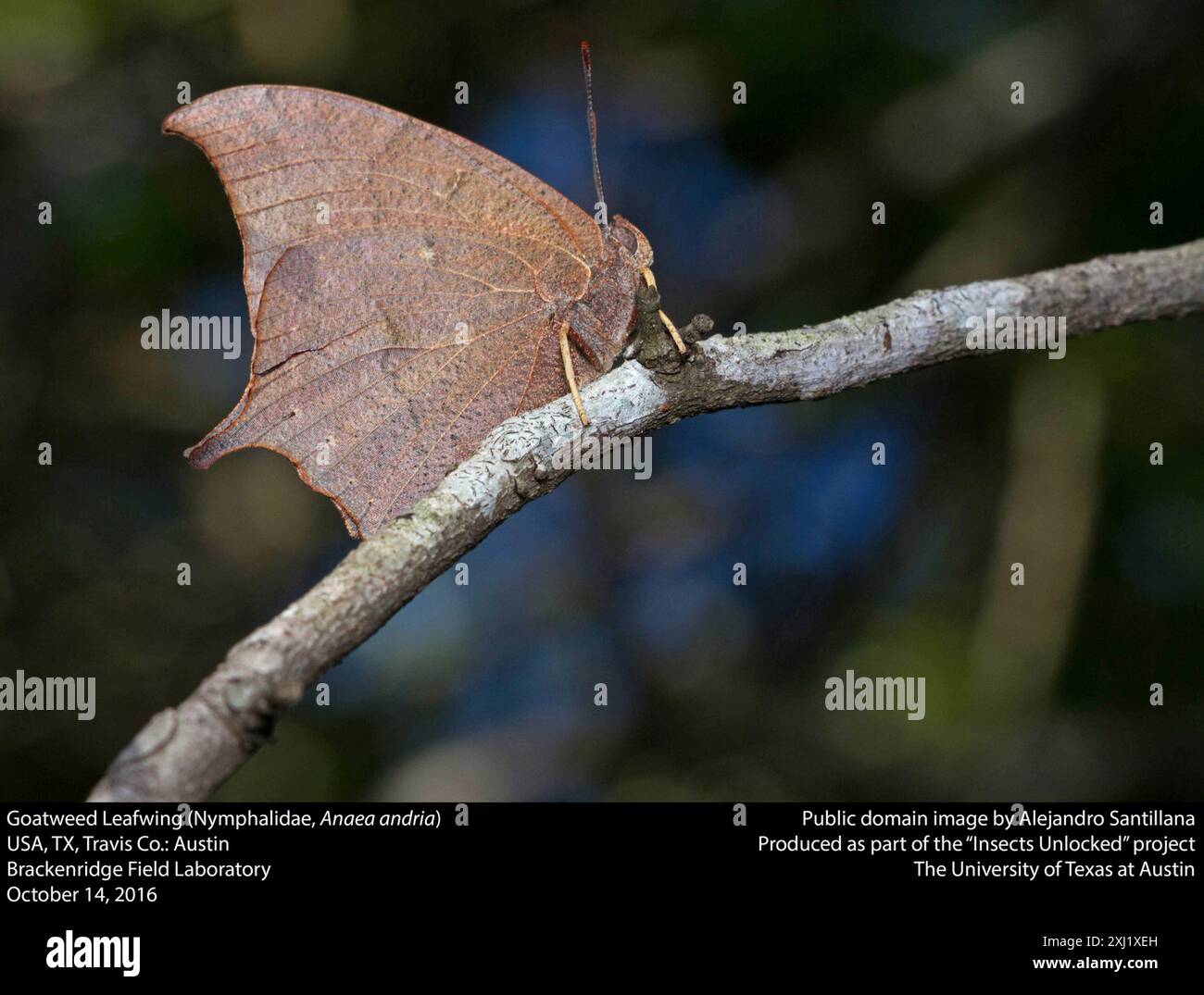Goatweed Leafwing (Anaea andria) Insecta Stock Photo - Alamy