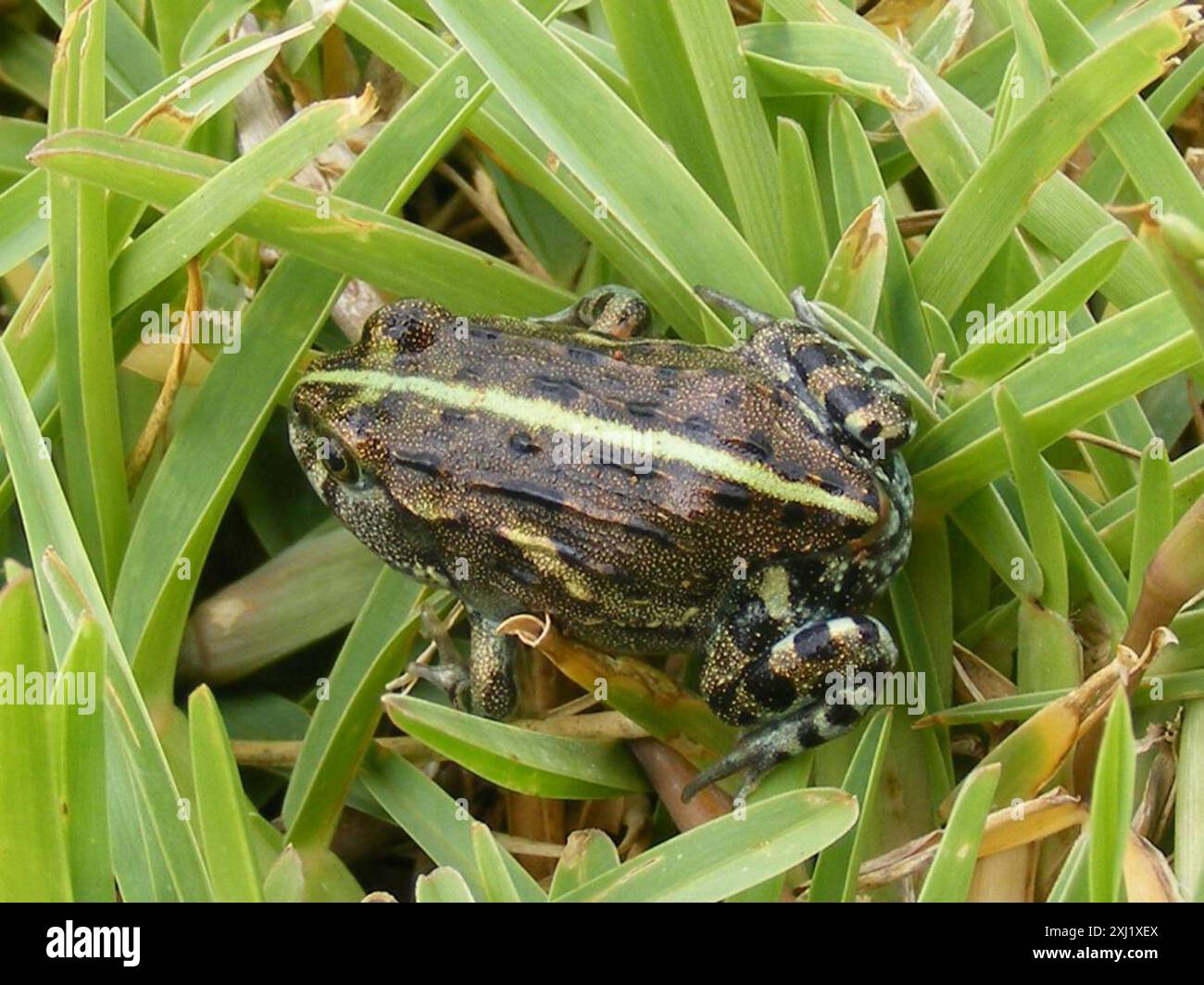 Giant African Bullfrog (Pyxicephalus adspersus) Amphibia Stock Photo ...