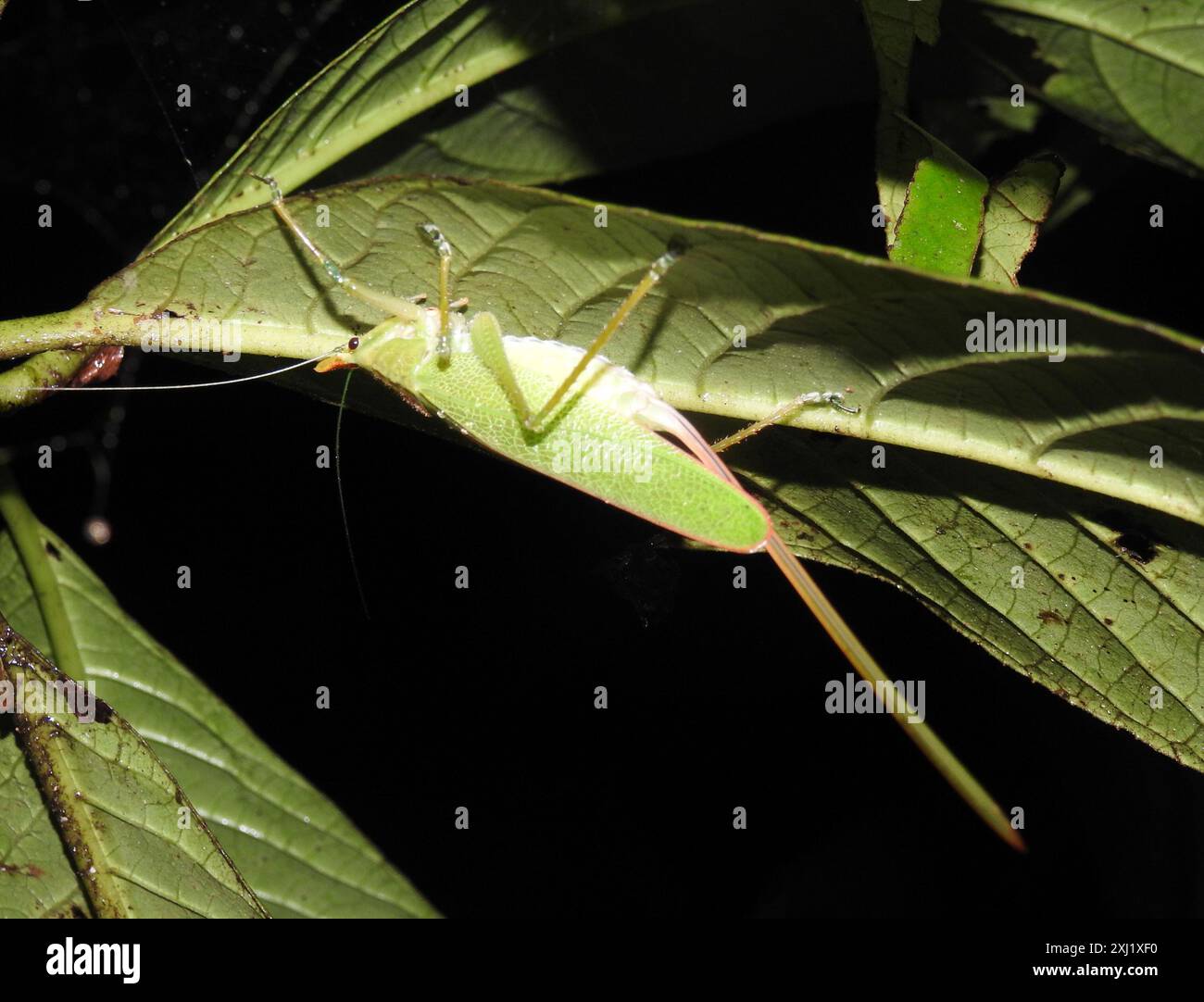 Brown-faced Spearbearer (Copiphora hastata) Insecta Stock Photo - Alamy