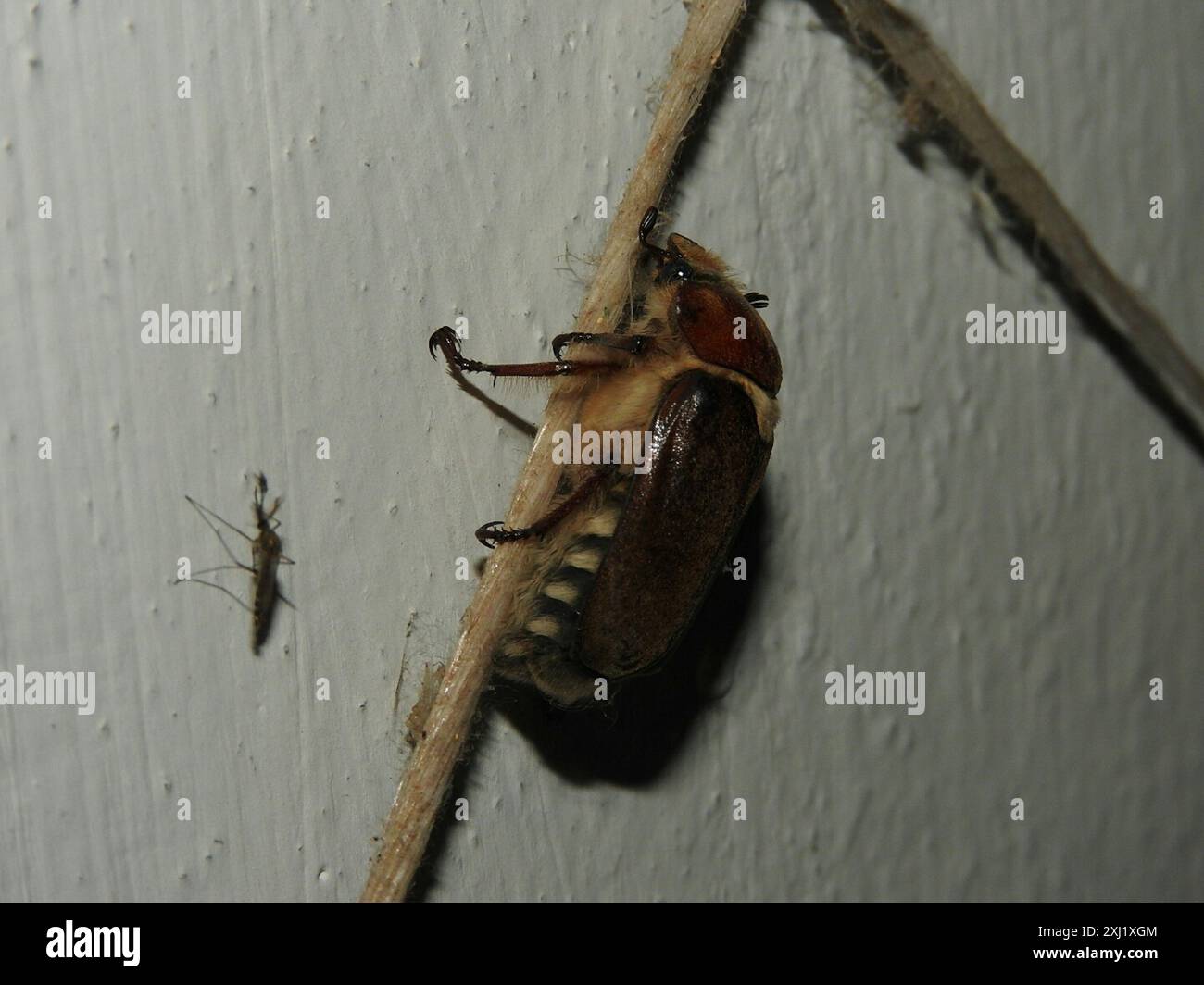 Anoxia hi-res stock photography and images - Alamy