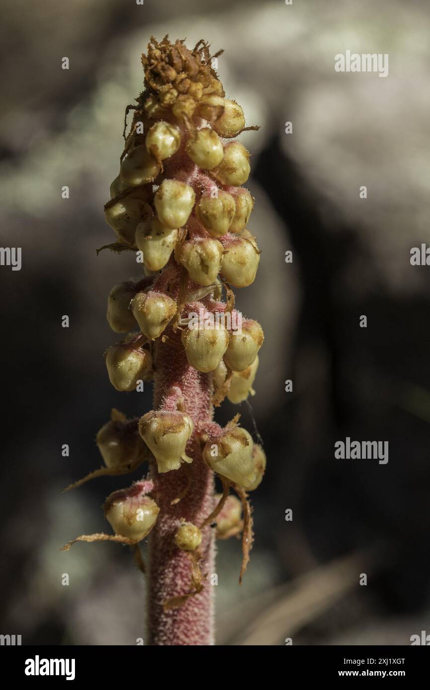 woodland pinedrops (Pterospora andromedea) Plantae Stock Photo - Alamy