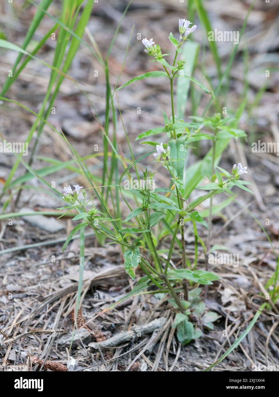 summer bluet (Houstonia purpurea) Plantae Stock Photo - Alamy