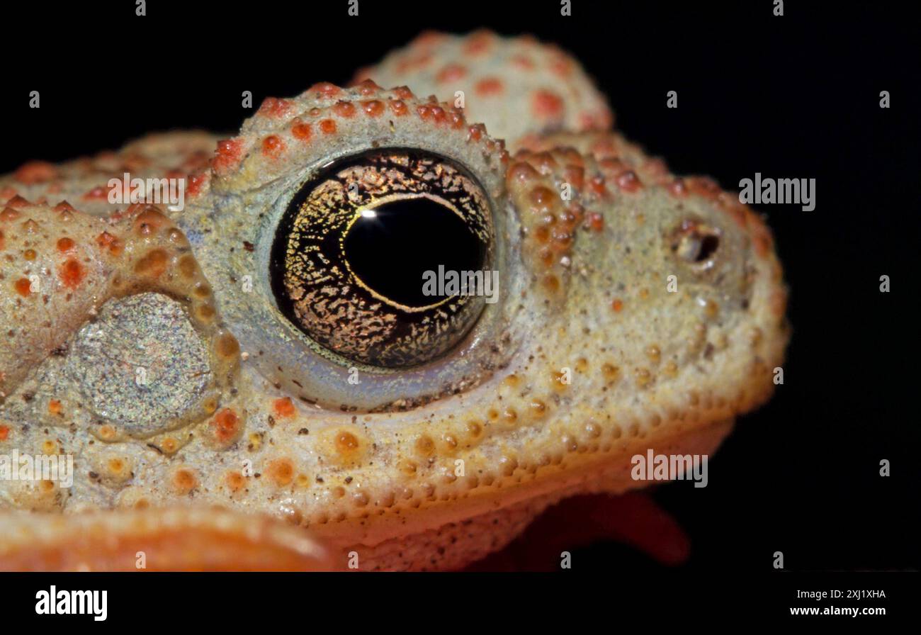 Red-spotted Toad (Anaxyrus punctatus) Amphibia Stock Photo - Alamy