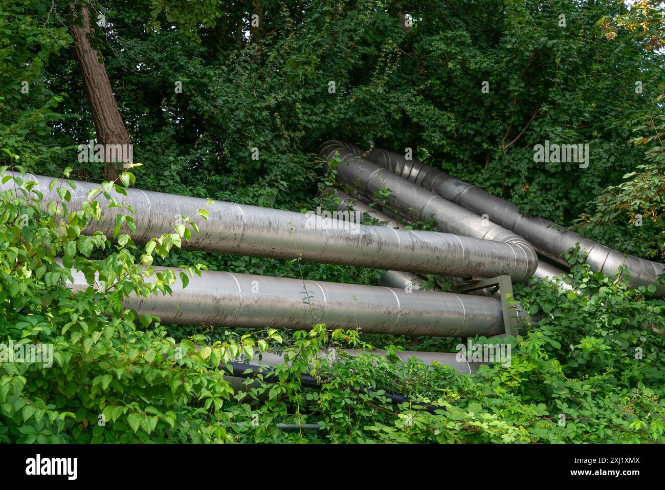 Large metal pipes are partially obscured by dense foliage. The pipes ...