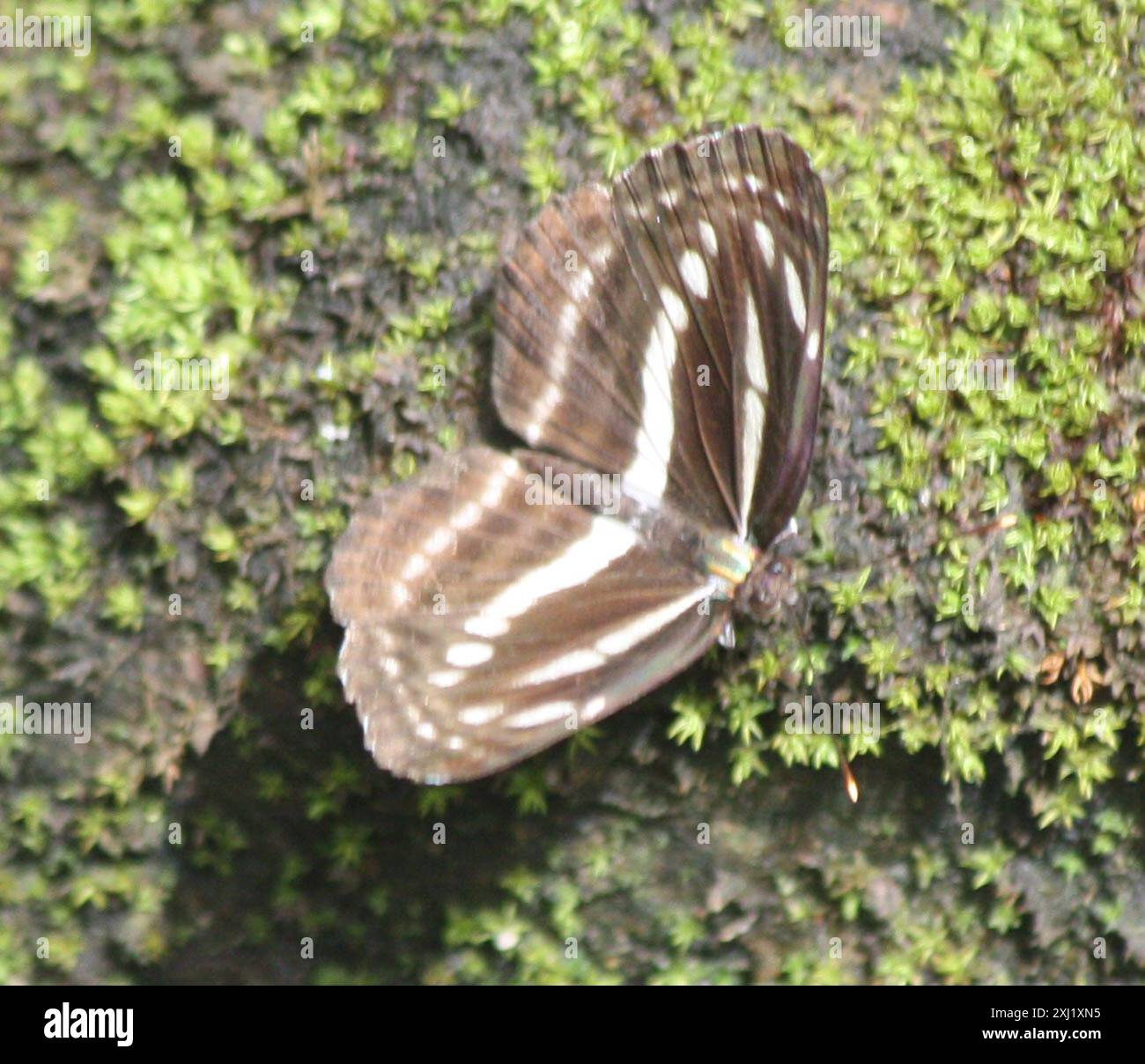 Southern Sullied Sailer (Neptis clinia) Insecta Stock Photo - Alamy