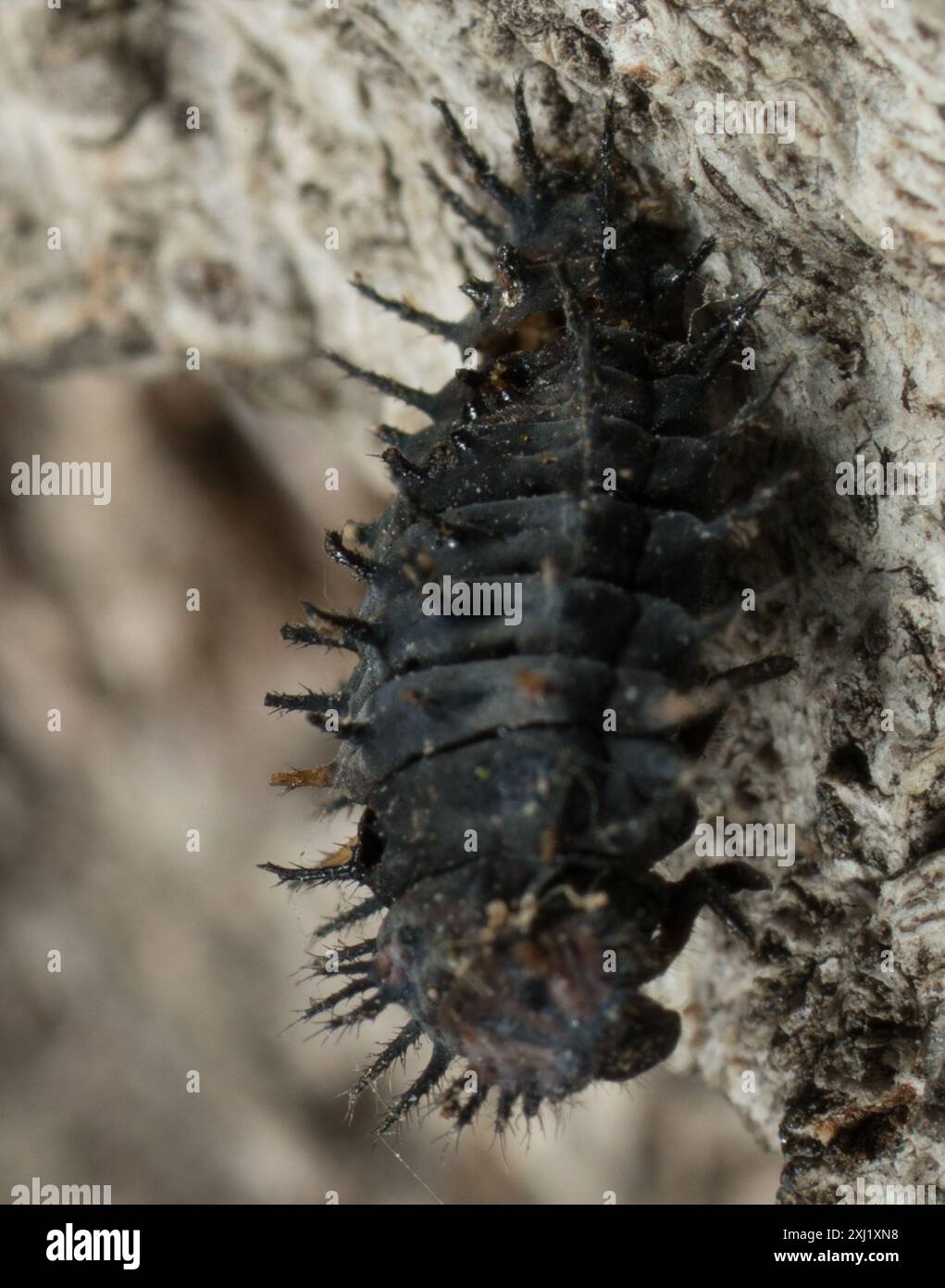 Scale-feeding Lady Beetles (Chilocorinae) Insecta Stock Photo - Alamy