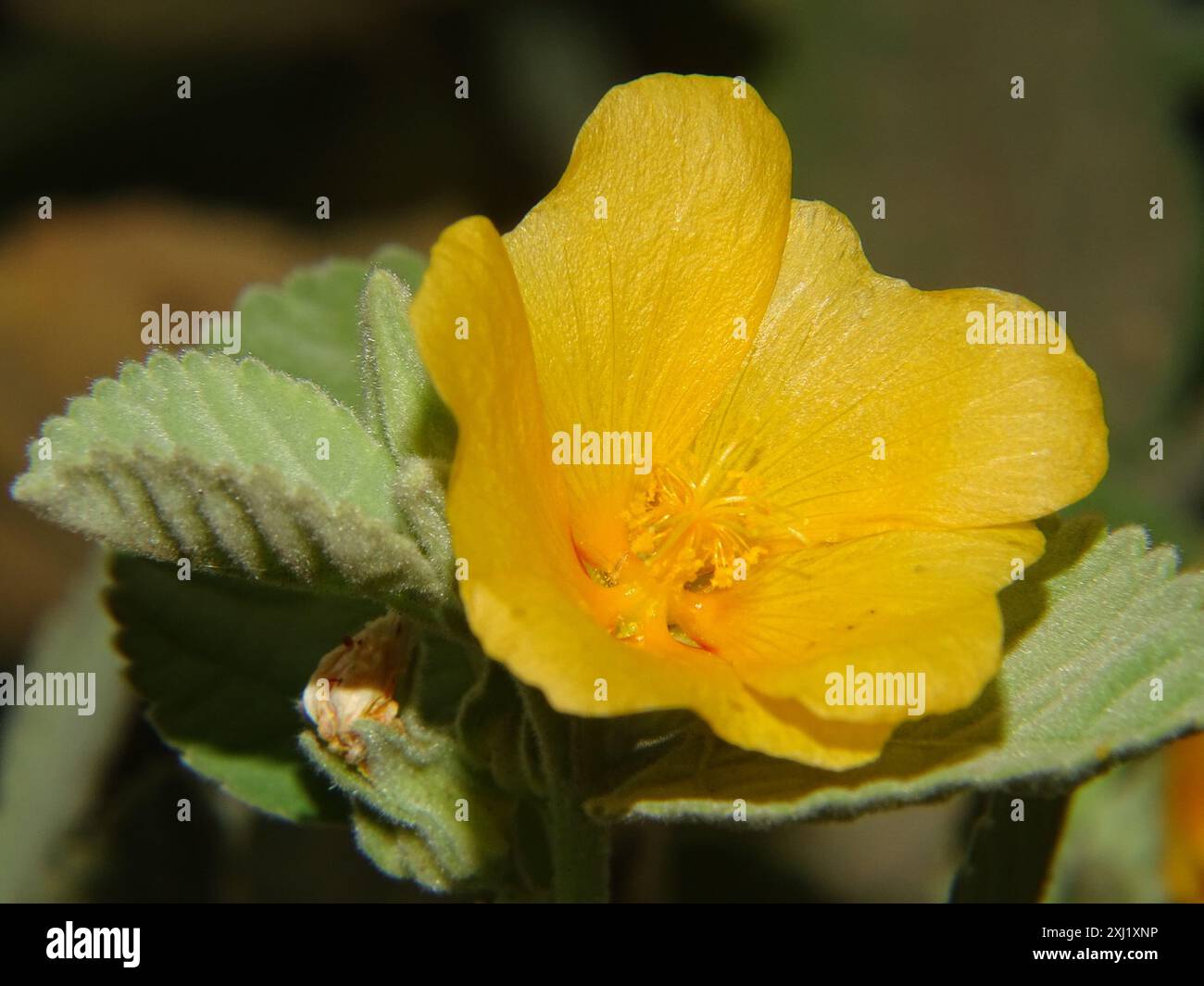 Sida fallax hi-res stock photography and images - Alamy