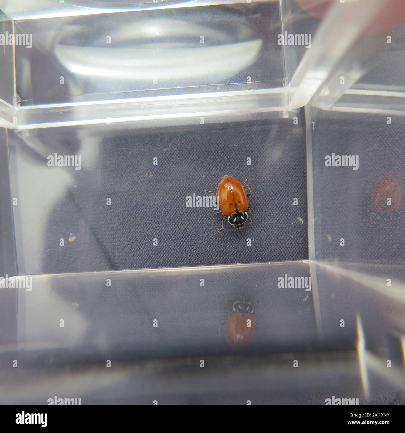 Convergent Lady Beetle (Hippodamia convergens) Insecta Stock Photo - Alamy