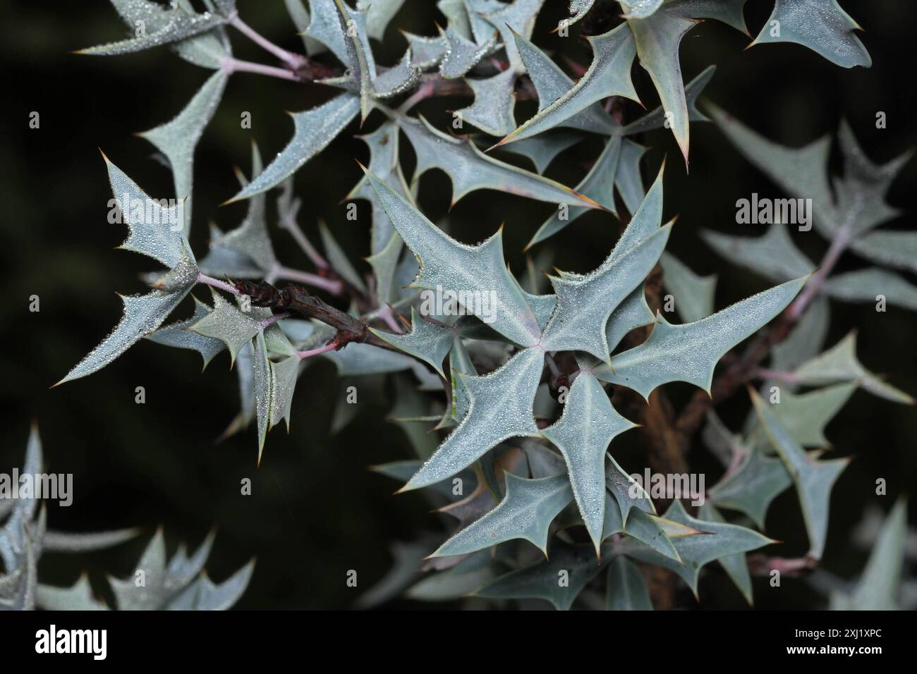 Agarita (Berberis trifoliolata) Plantae Stock Photo - Alamy