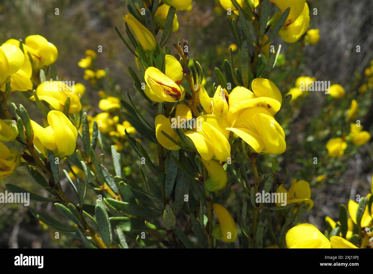 Mountain Honeybush (Cyclopia intermedia) Plantae Stock Photo - Alamy