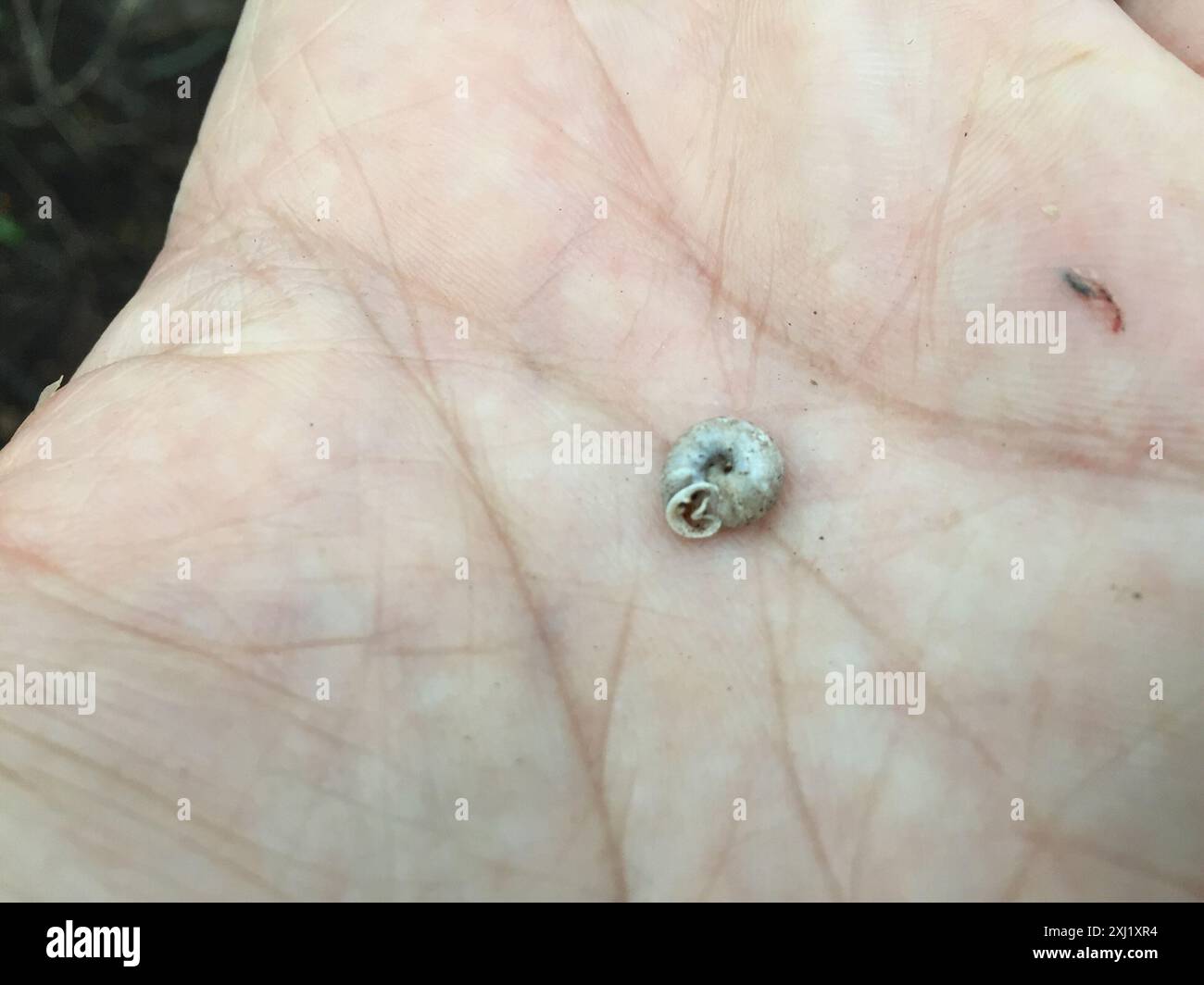 Texas Liptooth (Linisa texasiana) Mollusca Stock Photo - Alamy