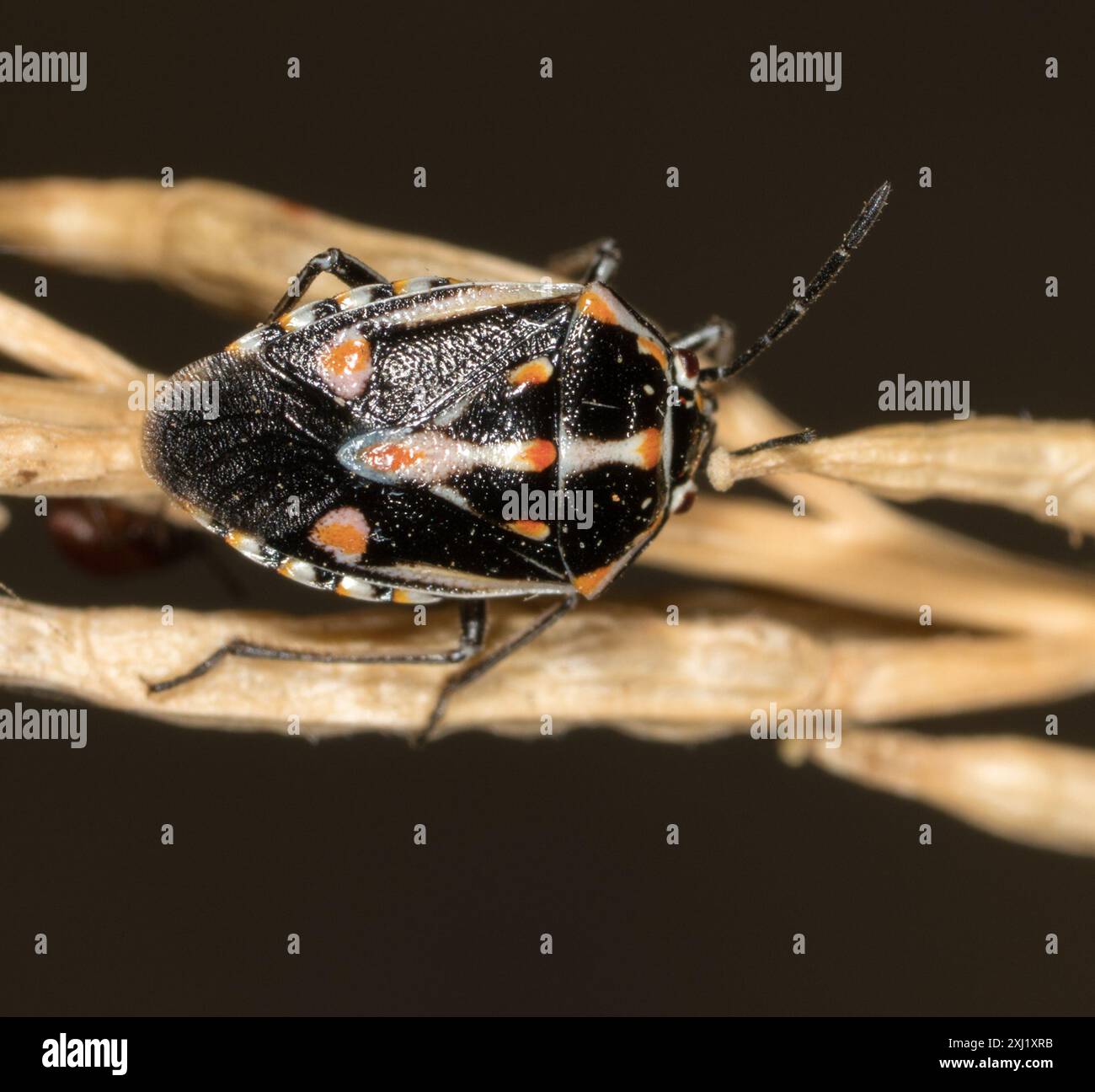 Bagrada Bug (Bagrada hilaris) Insecta Stock Photo - Alamy