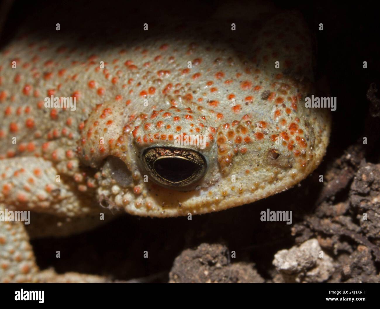 Red-spotted Toad (Anaxyrus punctatus) Amphibia Stock Photo - Alamy