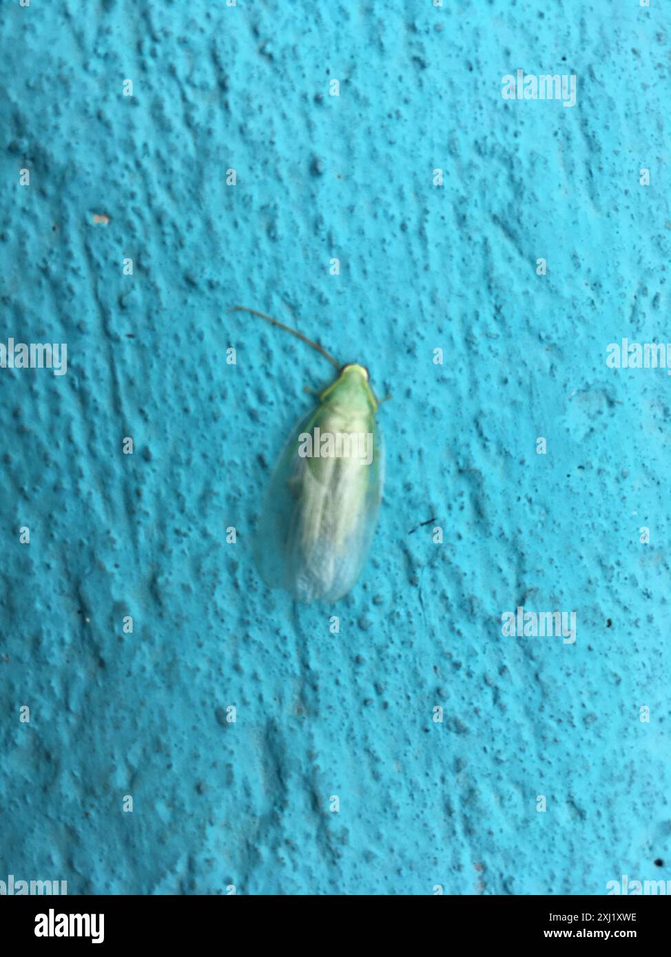 Banana Cockroach (Panchlora nivea) Insecta Stock Photo - Alamy