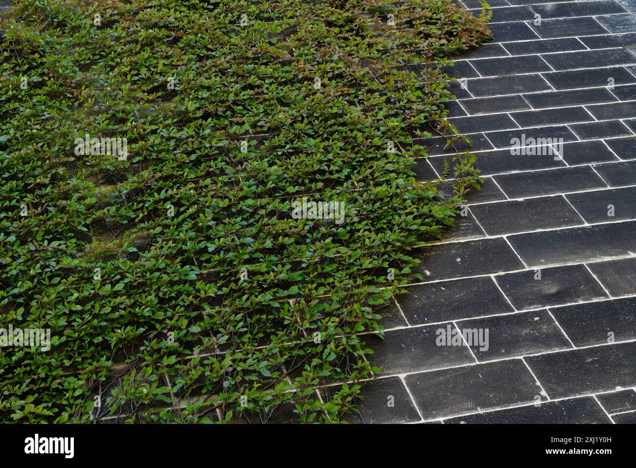 Green vines grow on a black brick path. The vines are thick and lush, covering the entire ...