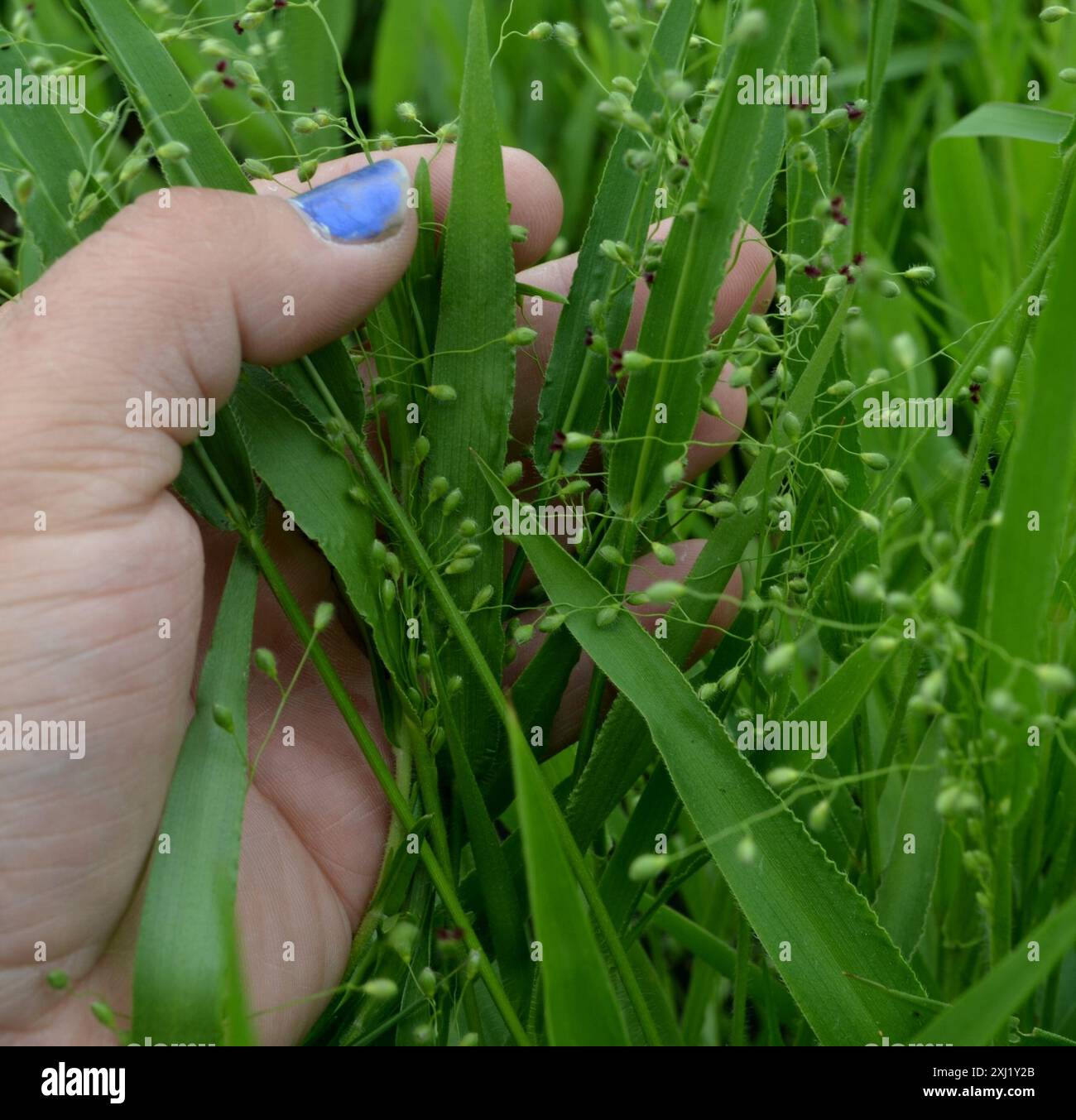 Scribner's Panicgrass (Dichanthelium scribnerianum) Plantae Stock Photo ...