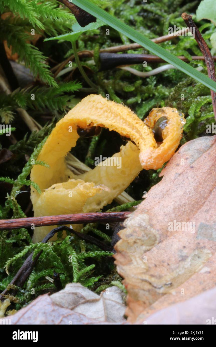stinky squid (Pseudocolus fusiformis) Fungi Stock Photo - Alamy