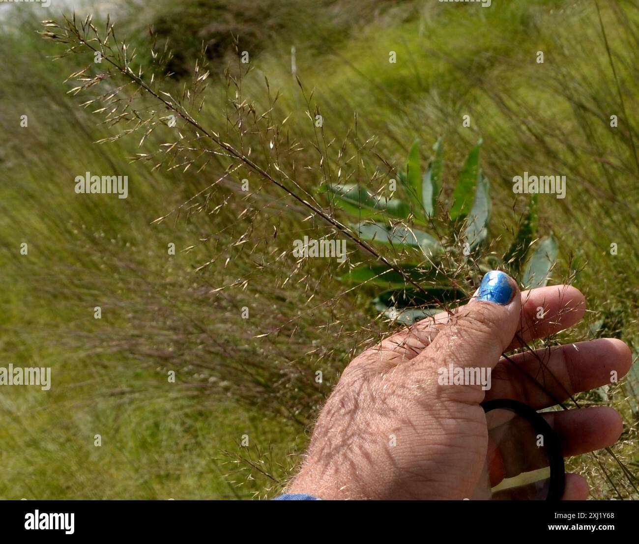 prairie dropseed (Sporobolus heterolepis) Plantae Stock Photo - Alamy