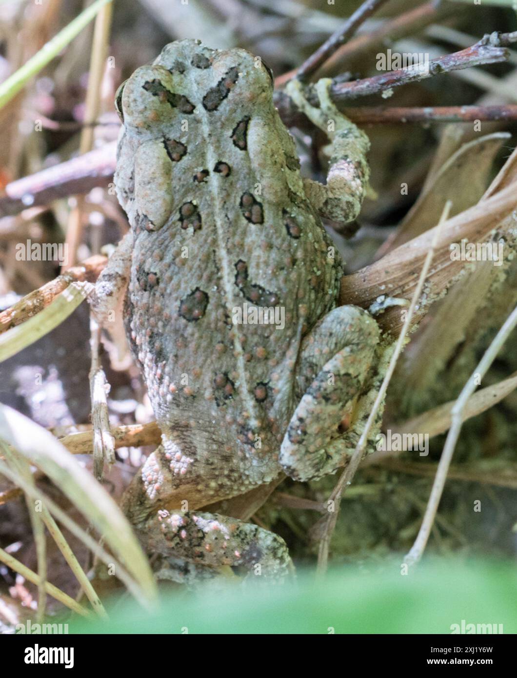 Fowler's Toad (Anaxyrus fowleri) Amphibia Stock Photo - Alamy