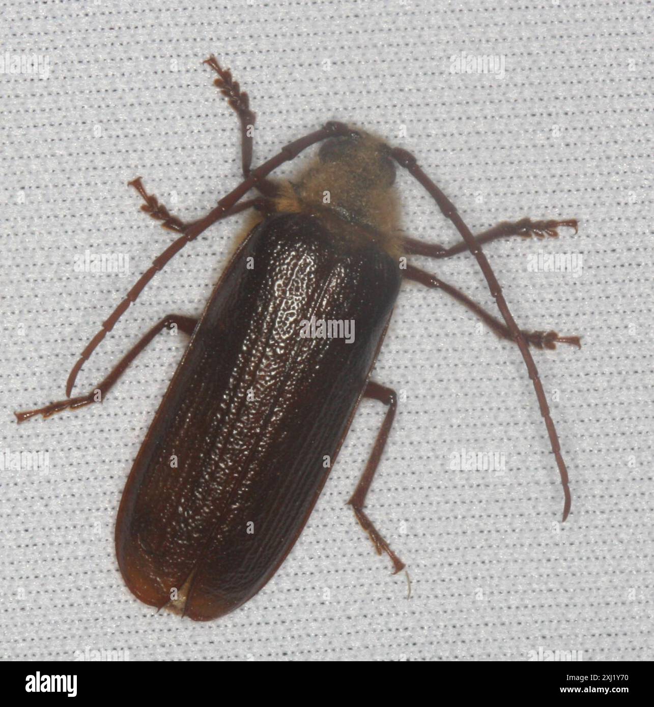 Hairy Pine Borer (Tragosoma harrisii) Insecta Stock Photo - Alamy