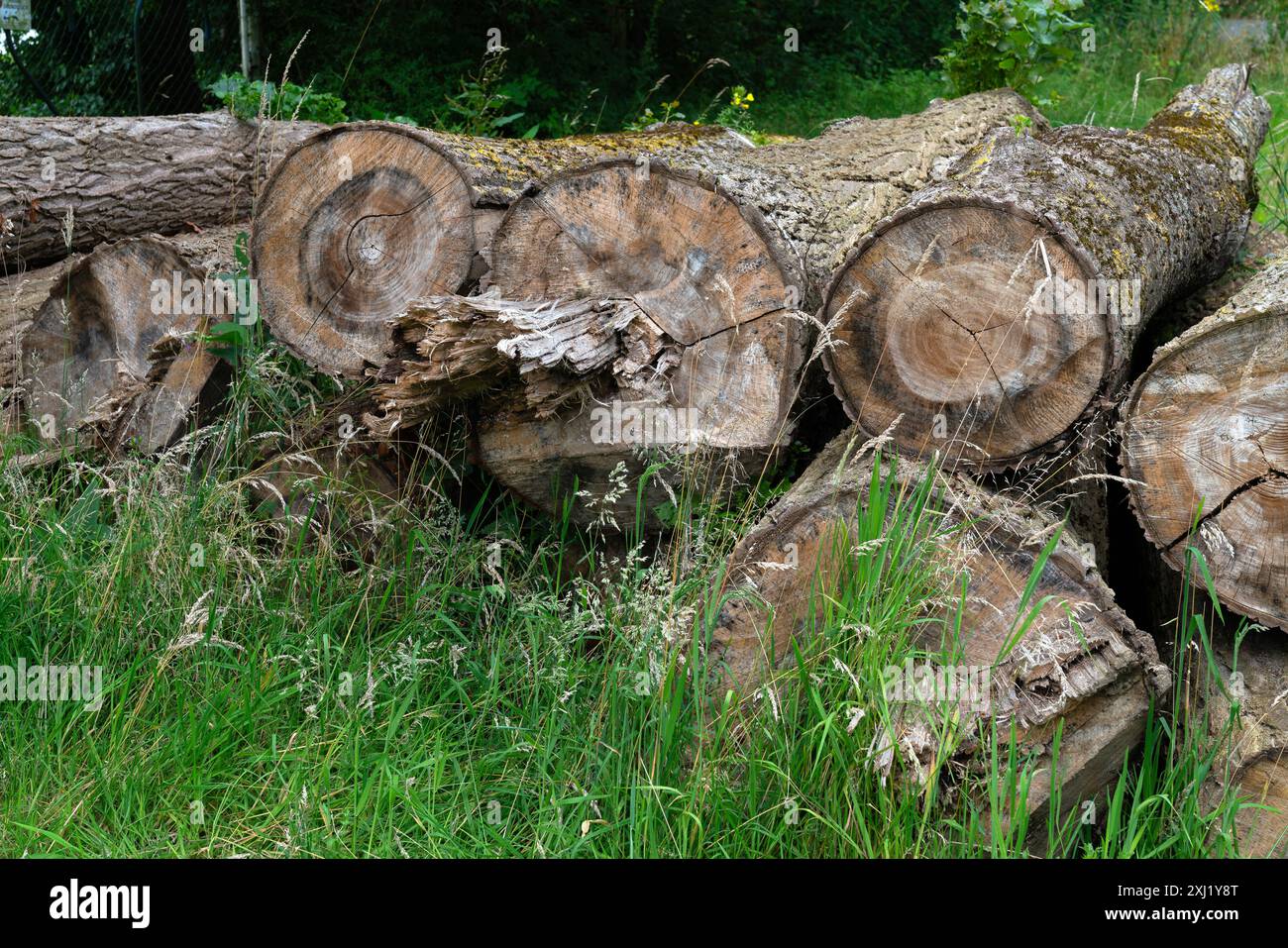 A pile of large, cut logs lay on a grassy patch, their cross-sections ...