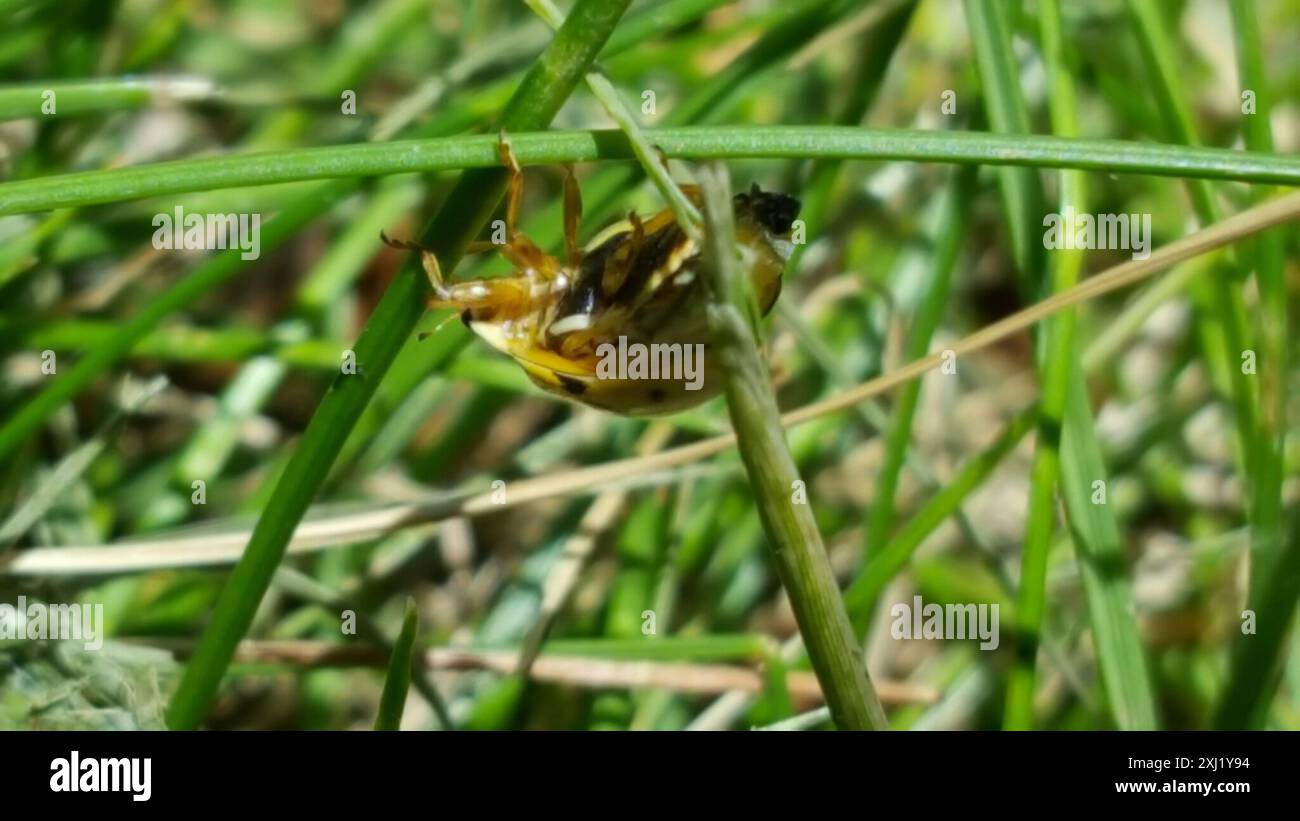 Ashy Gray Lady Beetle (Olla v-nigrum) Insecta Stock Photo - Alamy