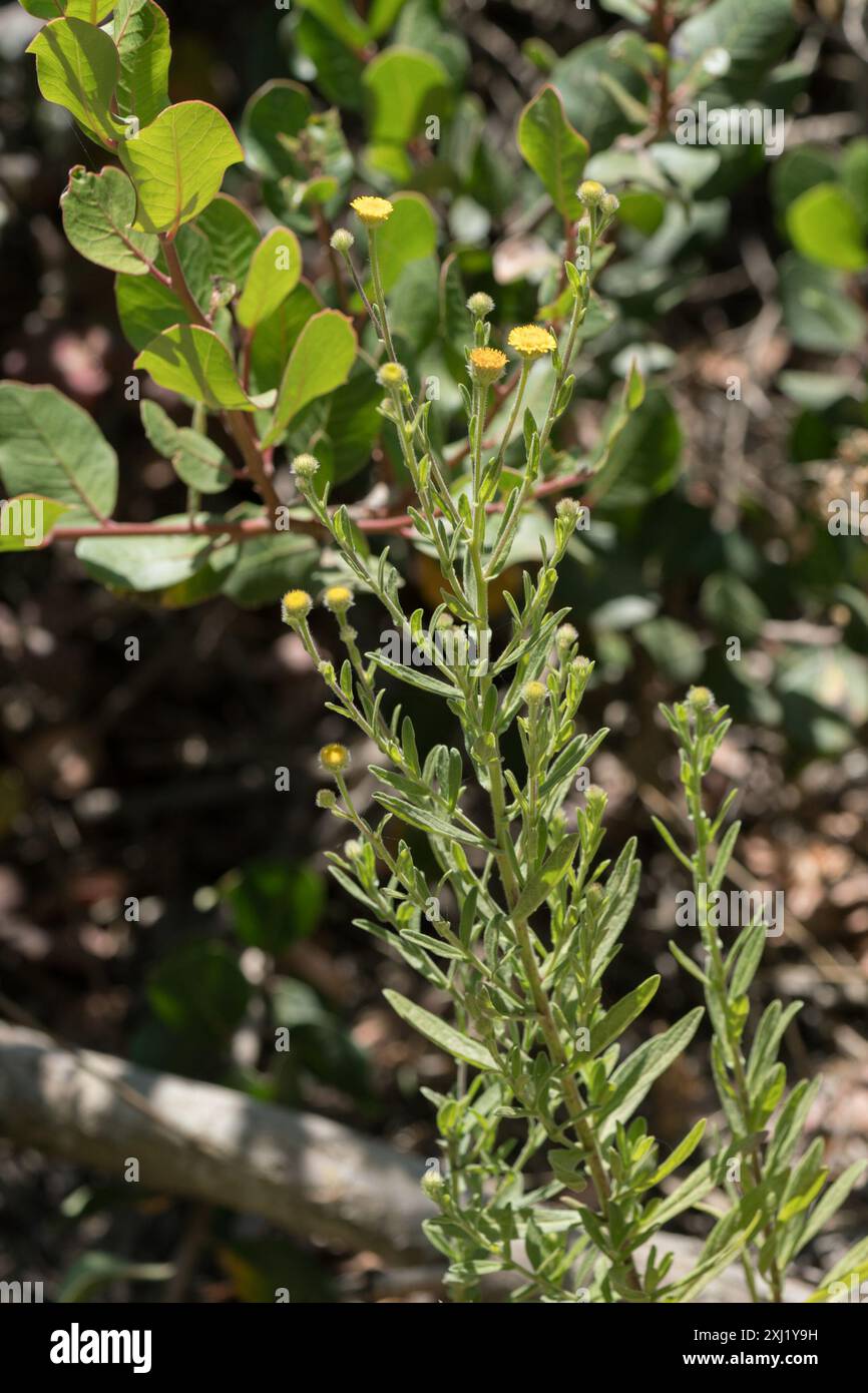 Spanish False Fleabane (Pulicaria paludosa) Plantae Stock Photo - Alamy