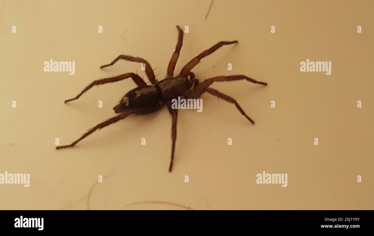 Western Parson Spider (Herpyllus propinquus) Arachnida Stock Photo - Alamy