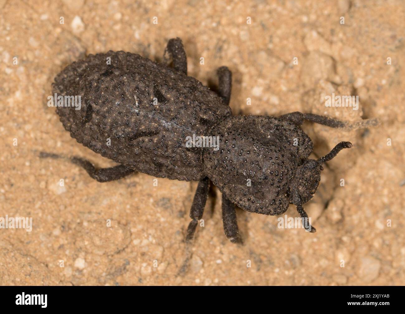 Diabolical Ironclad Beetle (Phloeodes diabolicus) Insecta Stock Photo ...