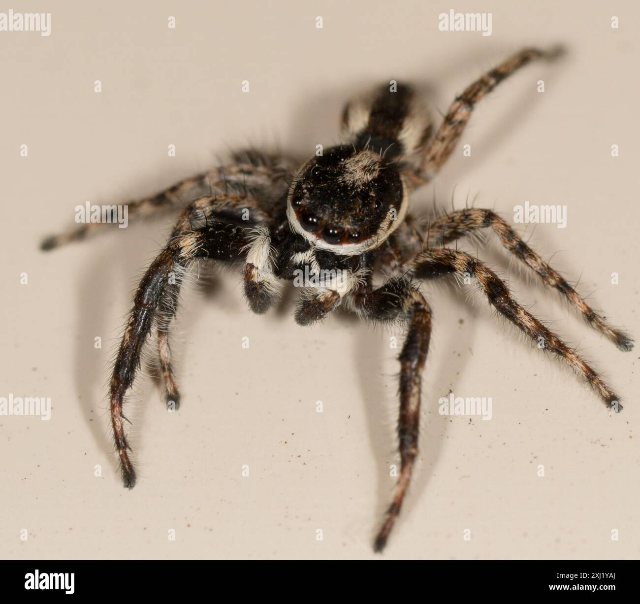 Gray Wall Jumping Spider (Menemerus bivittatus) Arachnida Stock Photo ...