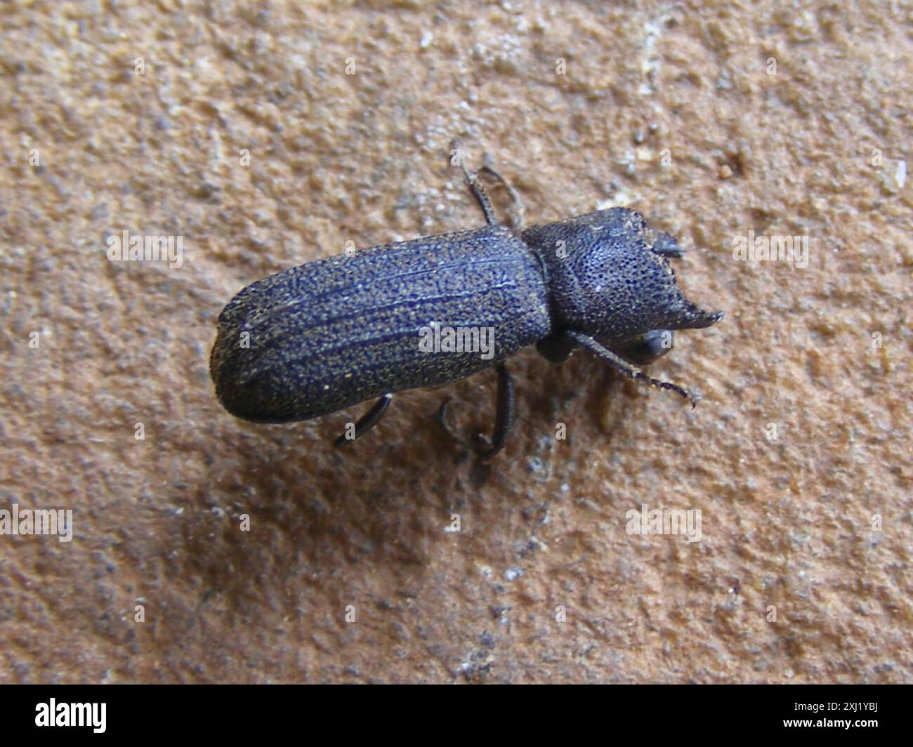 Common Horned Auger Borer (Bostrychoplites cornutus) Insecta Stock ...
