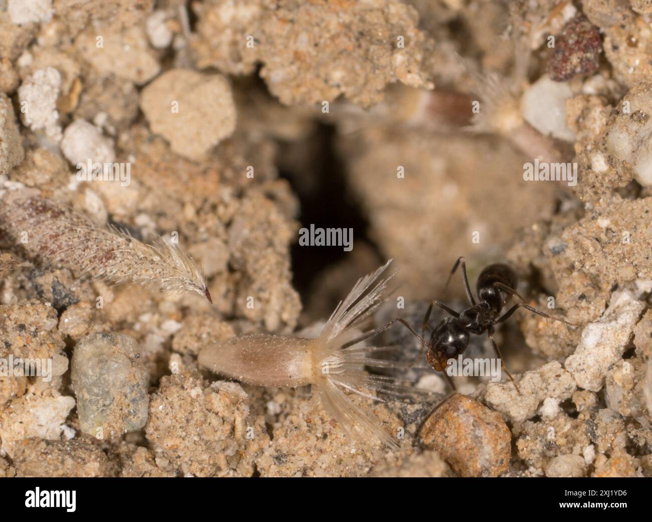 Pyramid Ants (Dorymyrmex) Insecta Stock Photo - Alamy